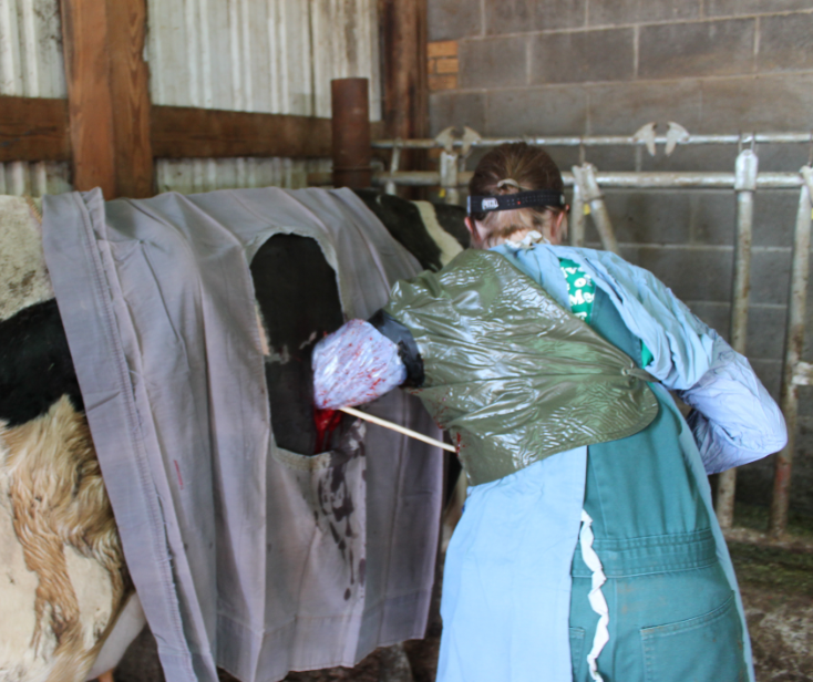 Truth or Dairy: Surgery on the farm - displaced abomasum