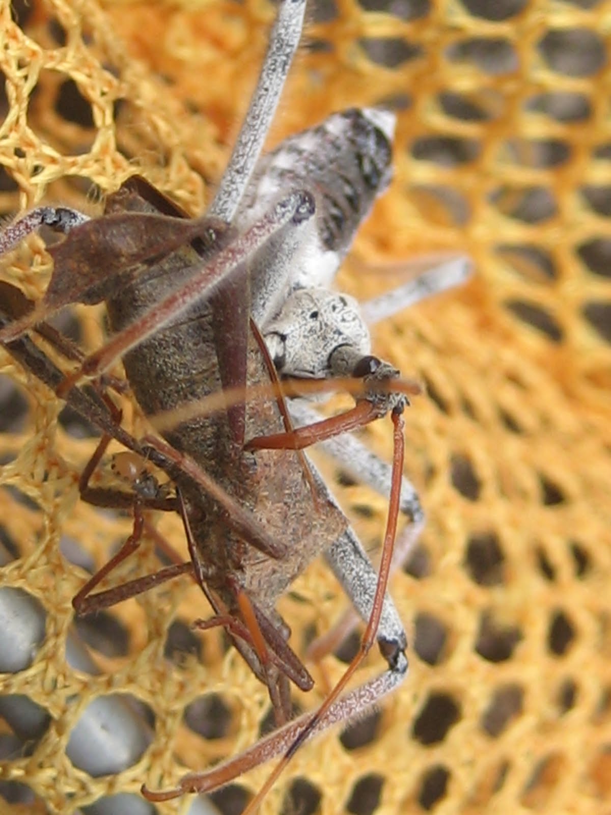 Close Up Pics of Everyday Things