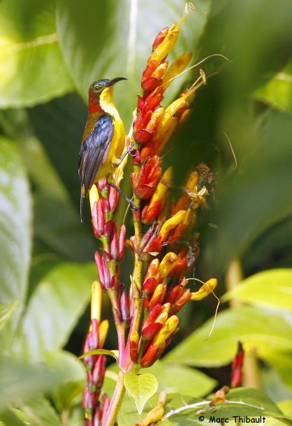 Elegant Sunbird - Aethopyga duyvenbodei