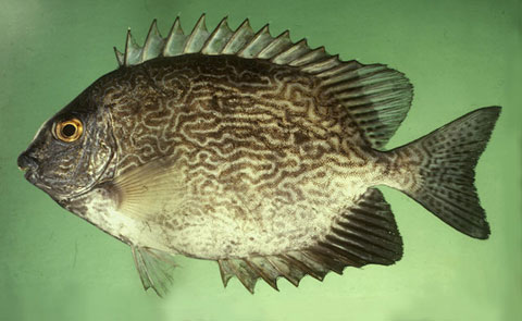 corat-coretnya mubarok: Jenis-jenis Ikan Baronang yang ada di Batam