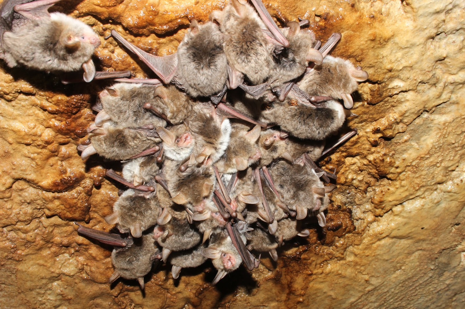 Mammals of Cyprus - Τα θηλαστικά της Κύπρου by George Konstantinou ...