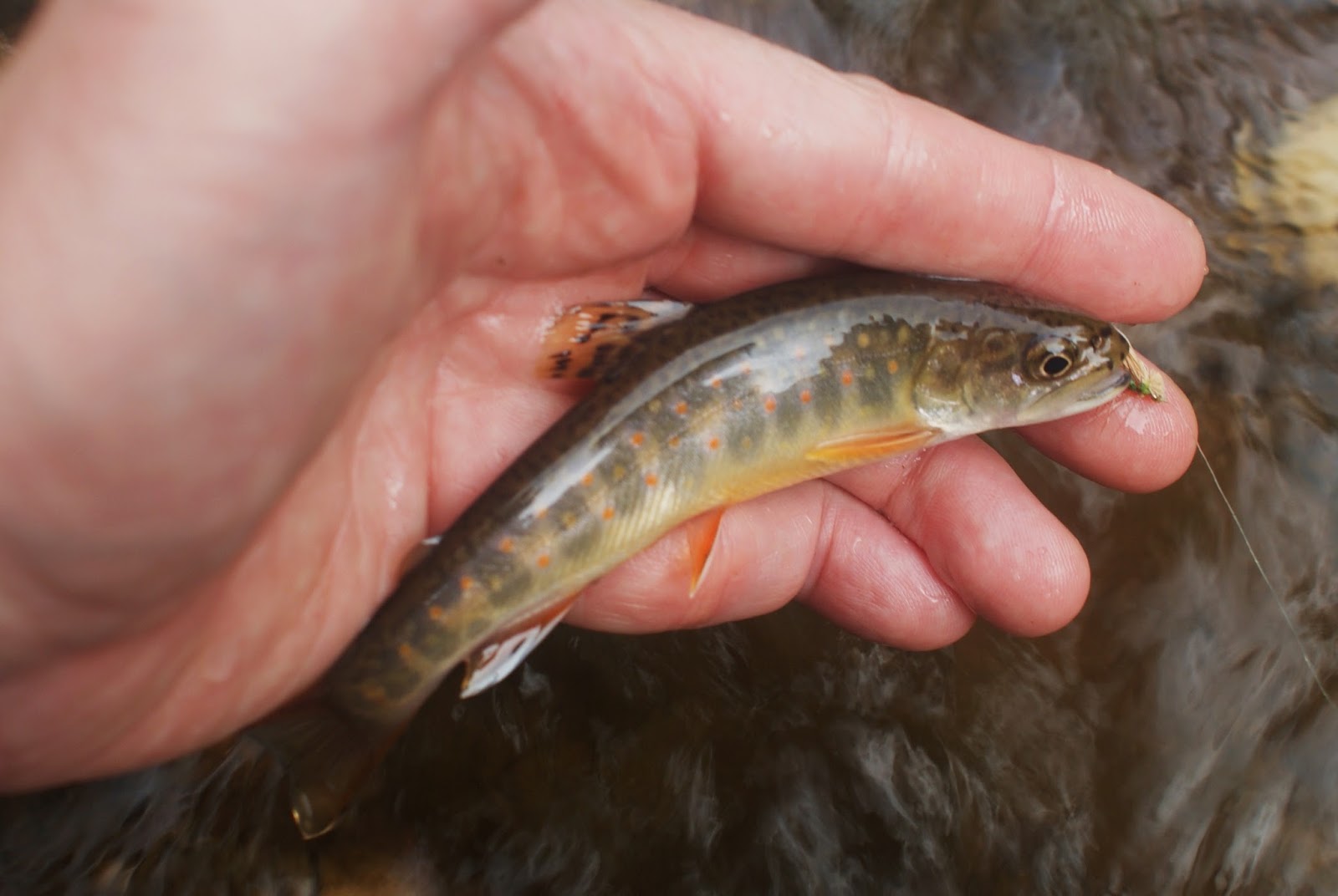 The Search for Native Salmonids: West Virginia Trout Bummin - The Town ...