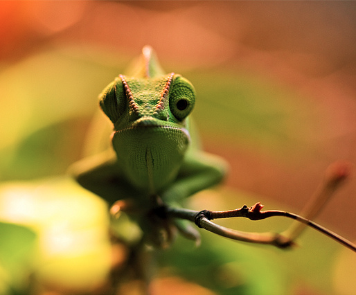 Biology of the Reptilia: Lab #5 Lepidosauria - Cait Falasco and Chris Koch