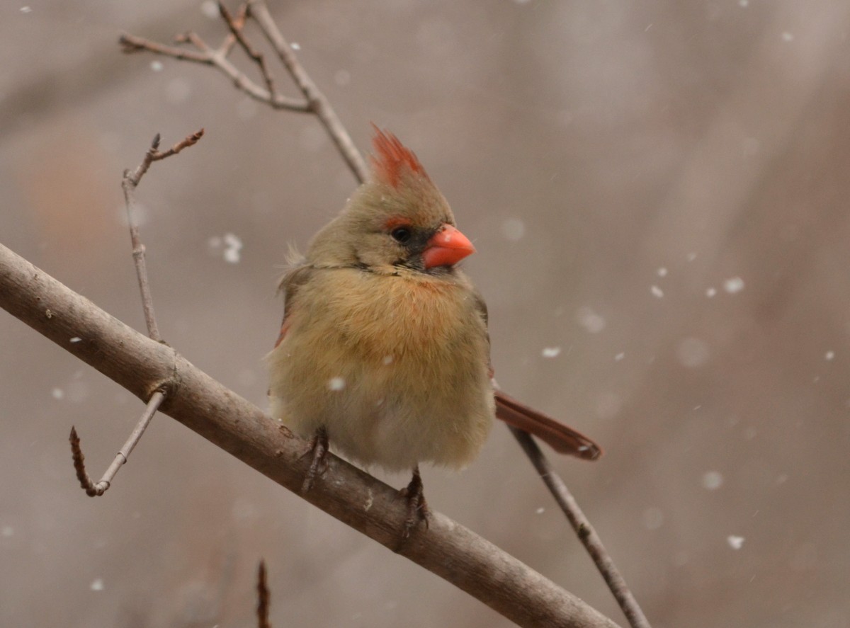 Woods Walks and Wildlife: March 2015