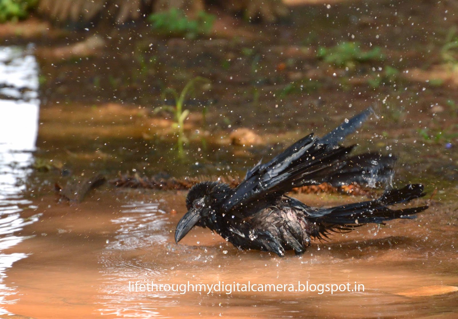 Life Through My Digital Camera : Bathing Ravens Through My Digital Camera