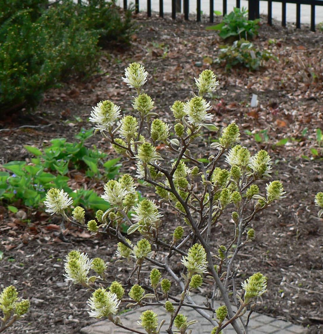 Visit My Garden: Spring Flowering Shrubs