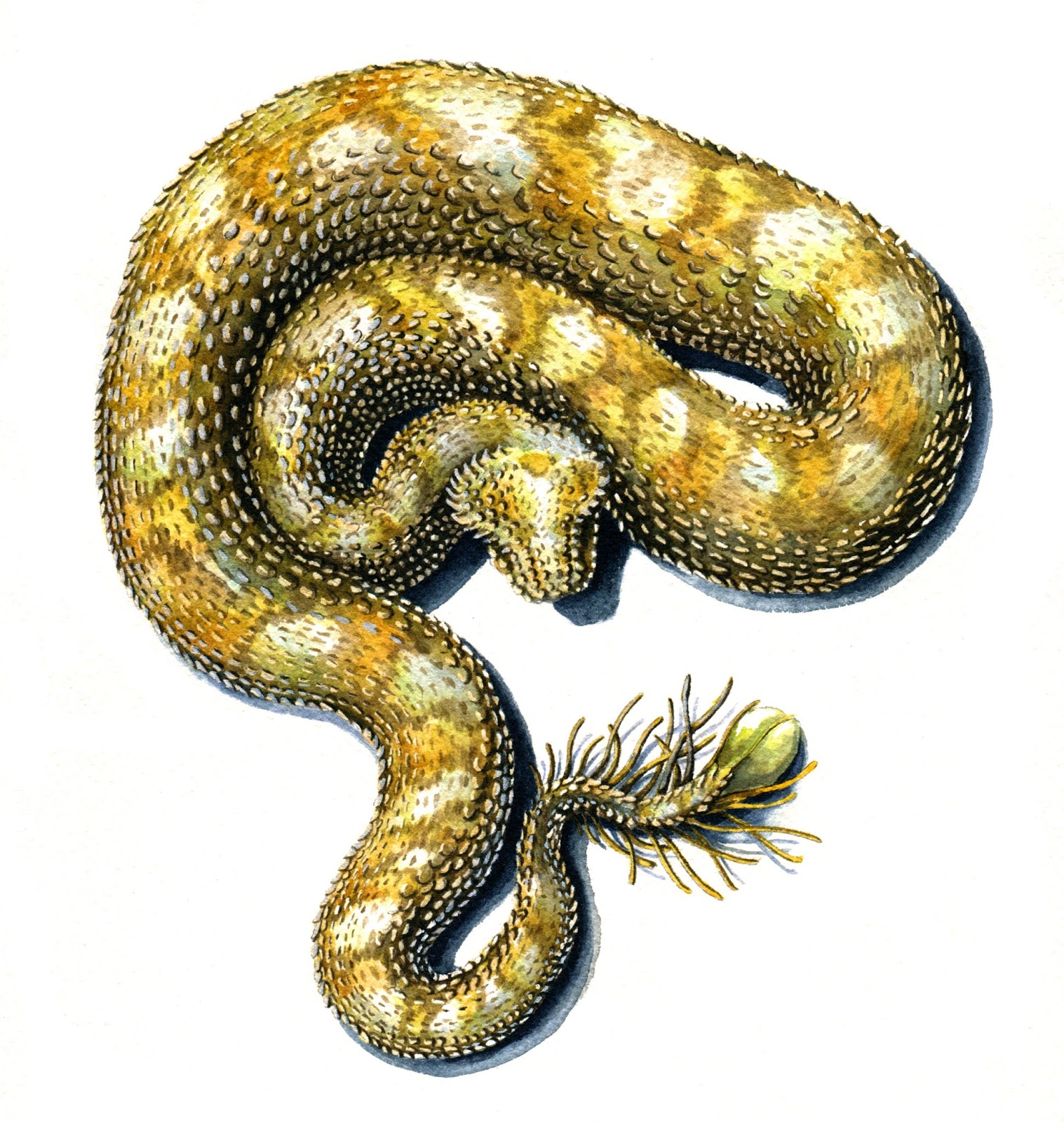 Spider-Tailed Horned Viper