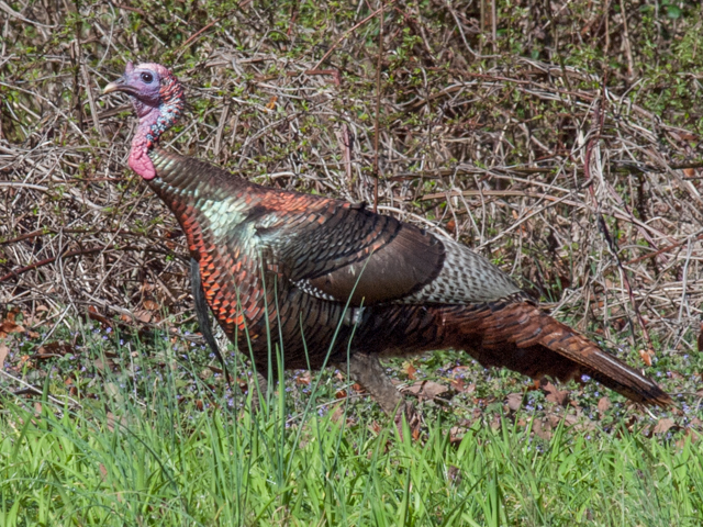 Think About Photography...: Wild Turkey in Upstate South Carolina