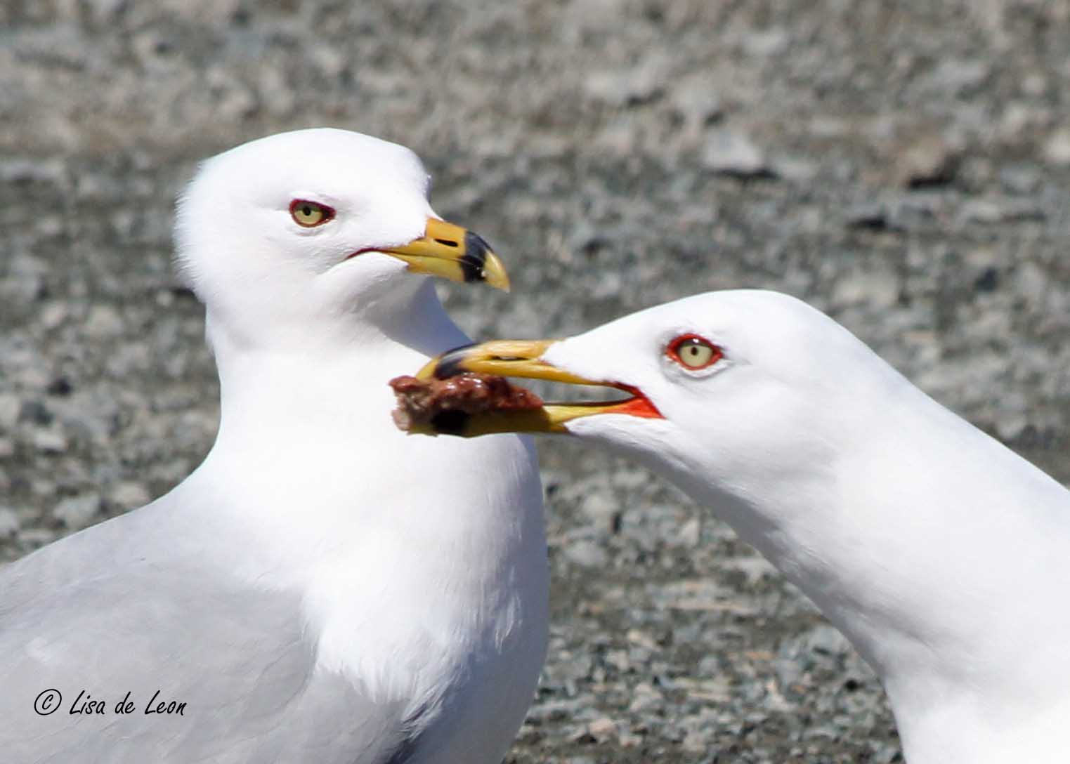 Birding with Lisa de Leon: Ring-billed Gull - Spring Arrivals