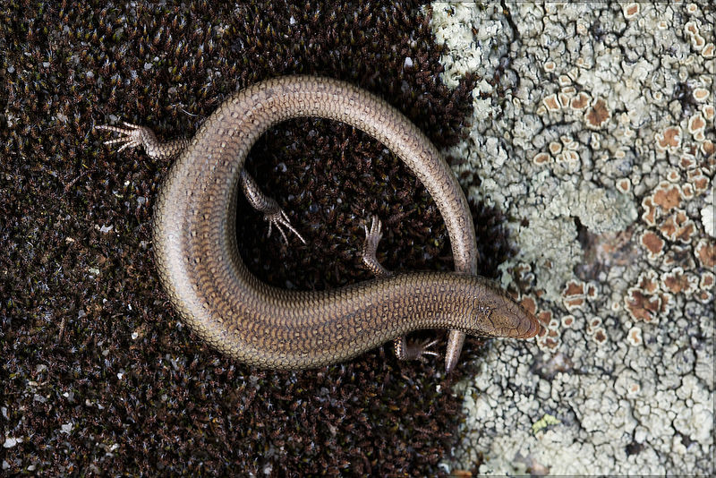 Reptiles and Amphibians: Eslizón ibérico (Chalcides bedriagai)