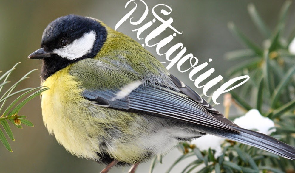 Copilarim: Salvati Ciorcarlia... si nu numai pe ea!