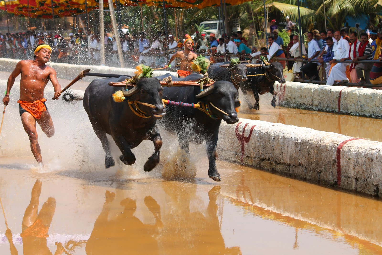 Road Bloke: Kambala at Jappina Mogaru, Mangalore