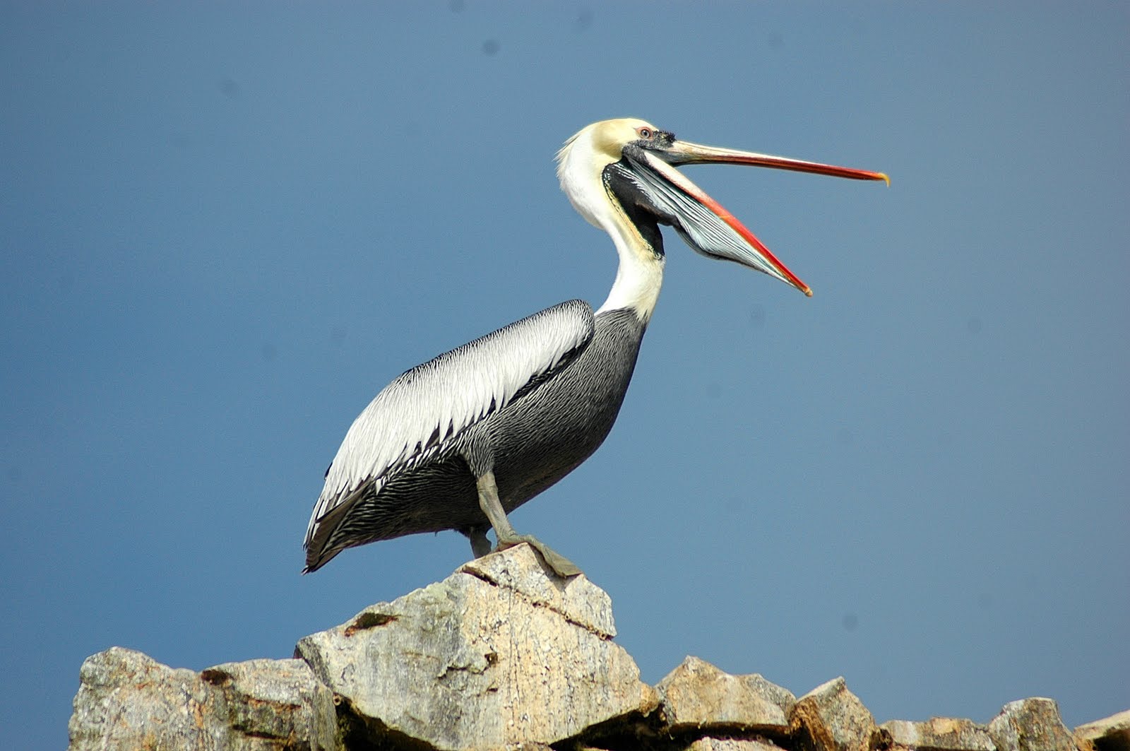 Taxonomía Chordata: Clase Aves Orden Pelecaniformes