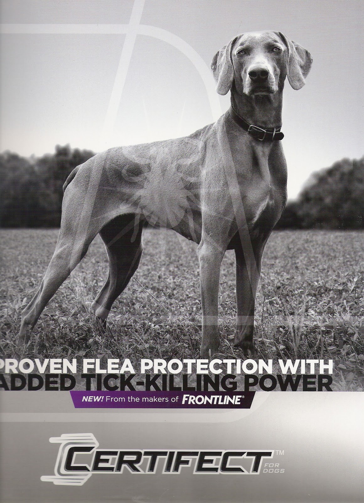 Grayhart Weimaraners: September 2011