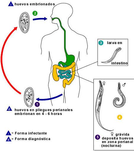 Tecnica de Graham- deteccion de oxiuros