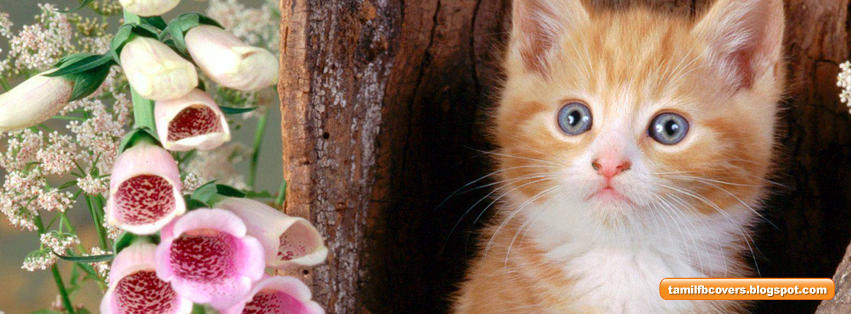 My India FB Covers: Cute Cat - Animal FB Cover