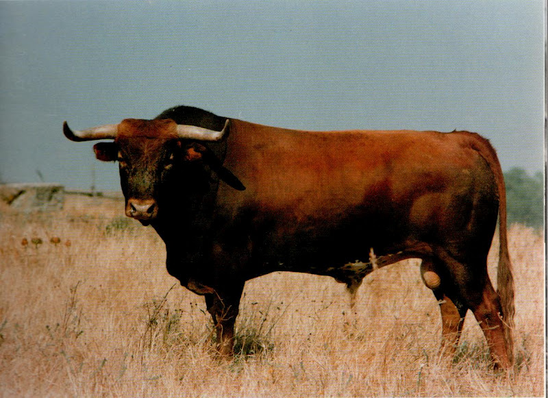 La Tauromaquia en Tarifa: CONCLUSIONES DE LA FERIA DEL TORO EN PAMPLONA.
