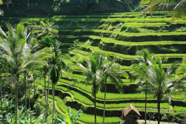 Agrobisnis ~ Agribisnis