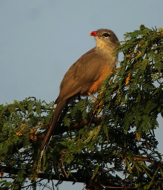 January 2013 - ARUNACHALA BIRDS