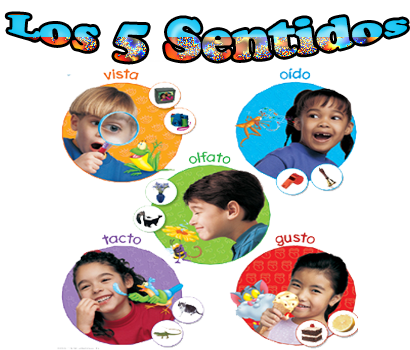 los 5 sentidos