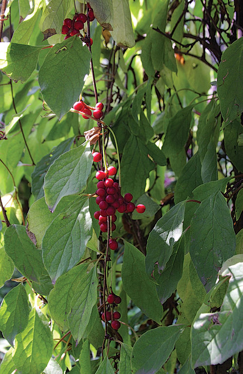 Schisandra: How to Plant Schisandra