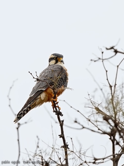 mis fotos de aves: Falco femoralis Halcón Plomizo Aplomado Falcon