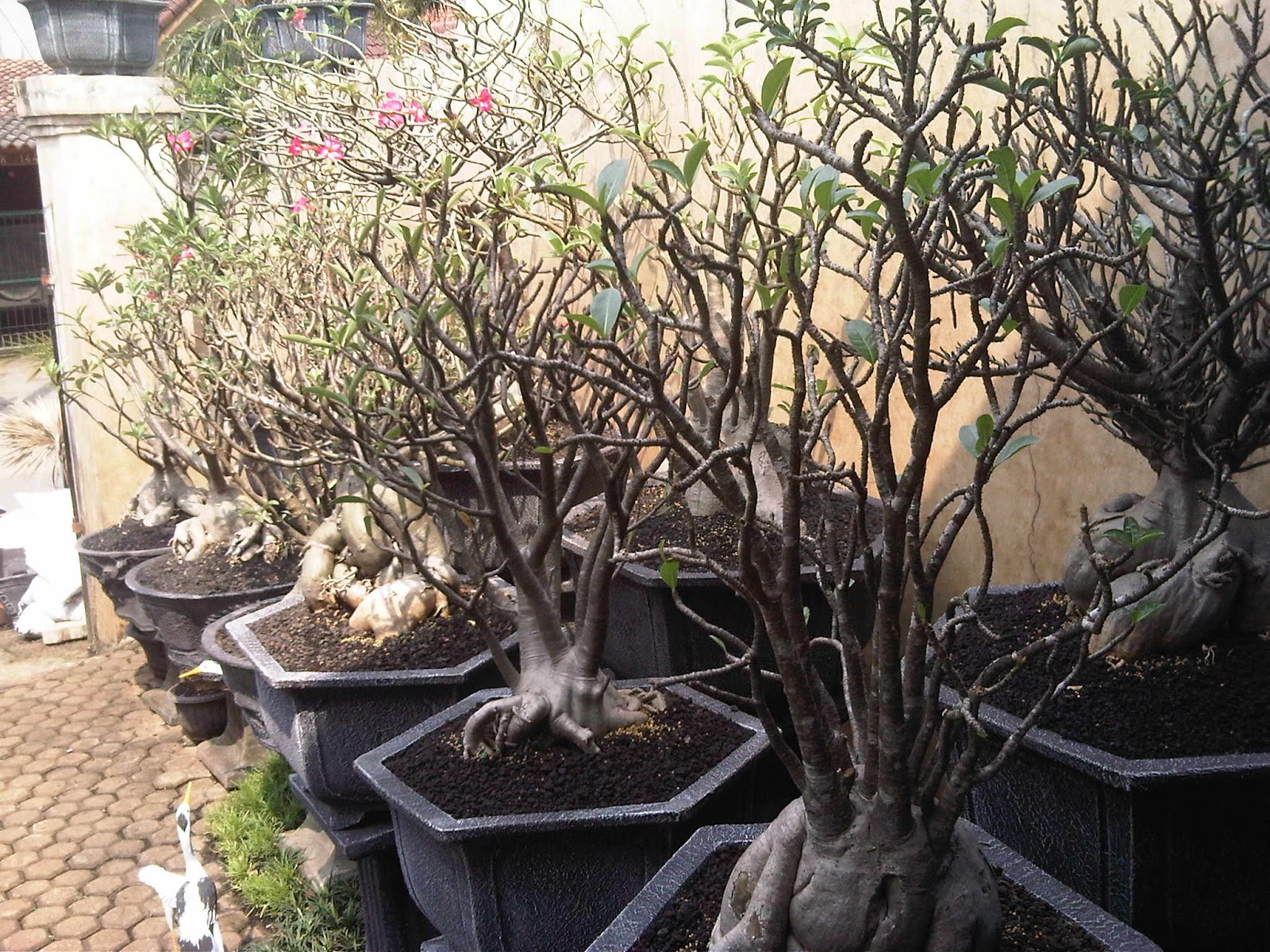 vasaflora: POHON HIAS