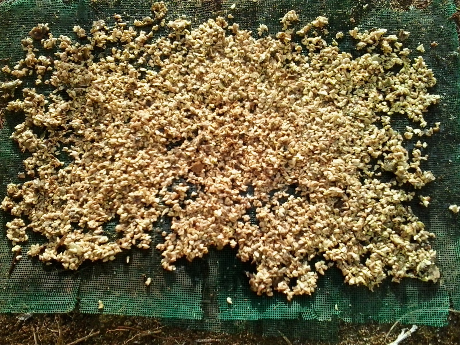 Langkah-Langkah Pembibitan Pidada Merah Sonneratia caseolaris oleh ...