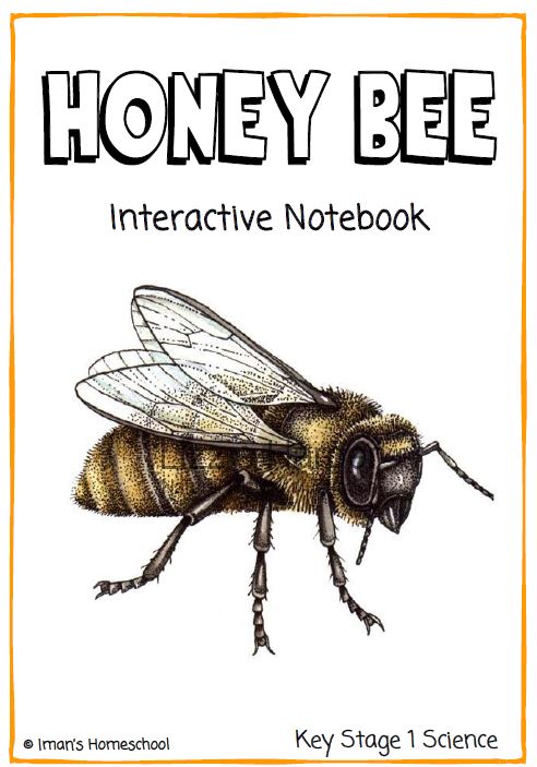 Iman's Home-School: Honey Bee Interactive Notebook