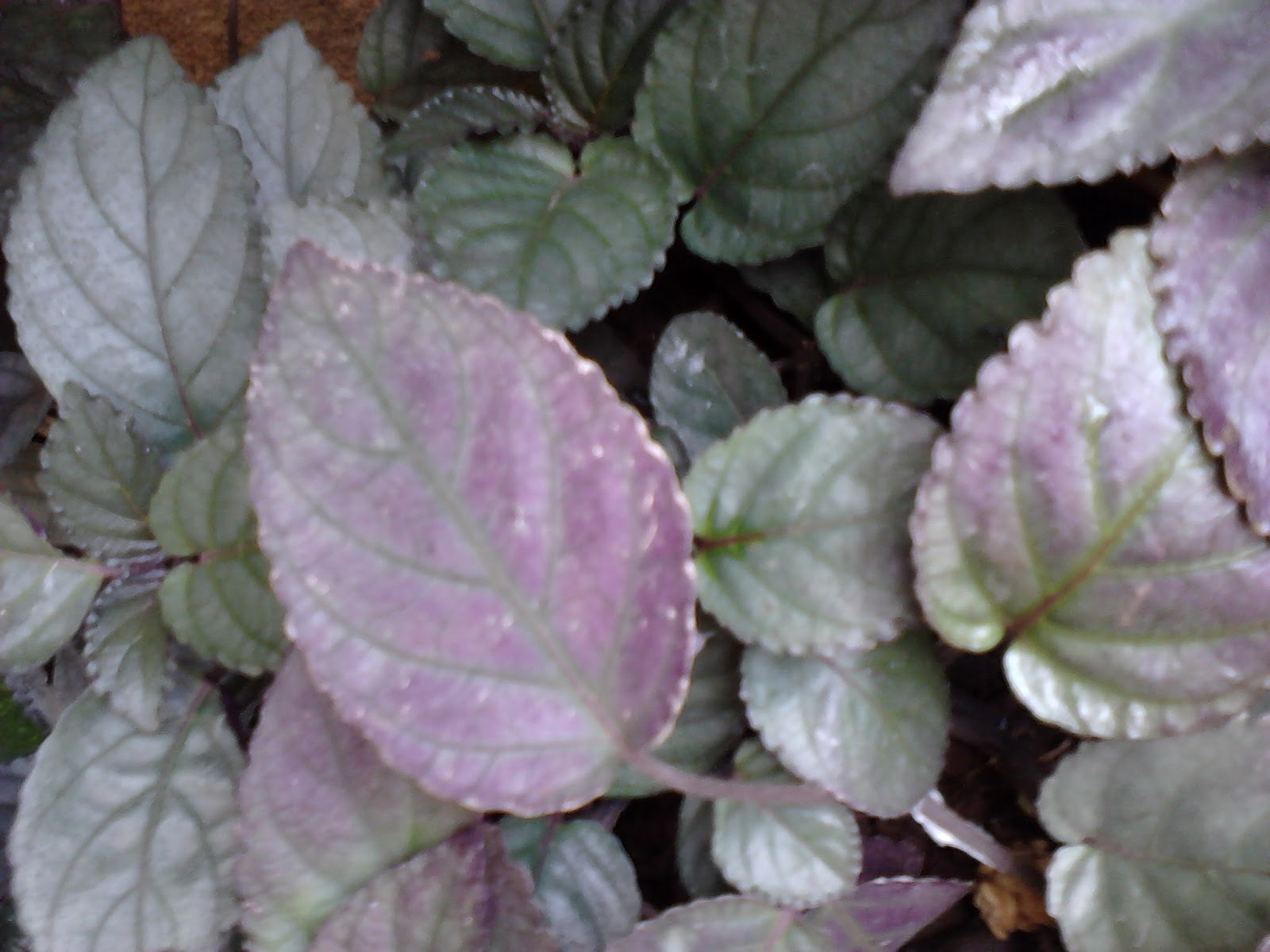 Garden Care Simplified: Purple Copper Leaf Plant Metallic Leaves Good ...