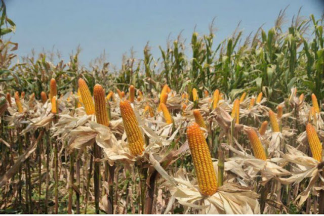 Tanam Jagung Rapat, Hasilnya Sangat Memuaskan | Tips Merawat Tanaman Ok