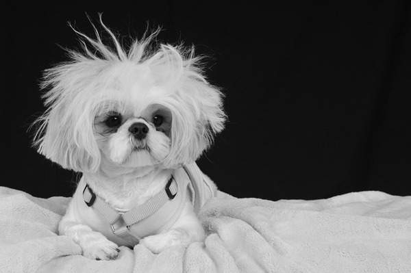 Redefining the Face Of Beauty : BEAUTIFUL PHOTOGRAPHY, FEATURING DOGS ...