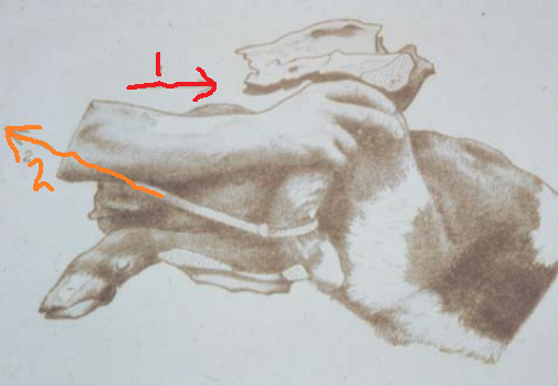 How to Deliver a Calf in an Abnormal Presentation/Posture - Vet in Training