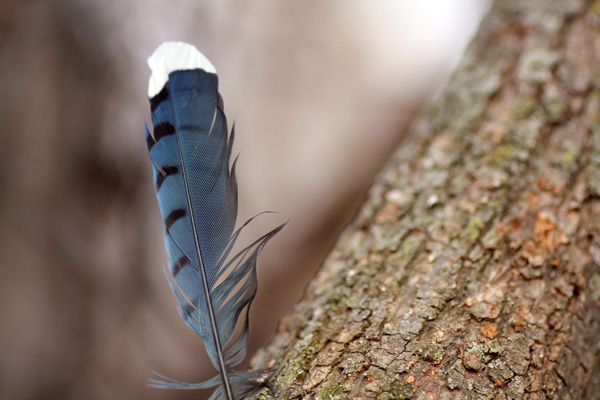 Explore Missouri: Blue Jays