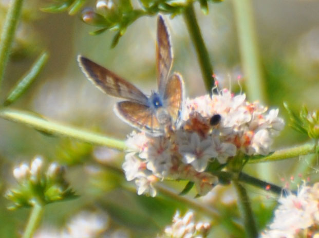 Mother Nature's Backyard - A Water-wise Garden: Marine Blue Butterflies ...