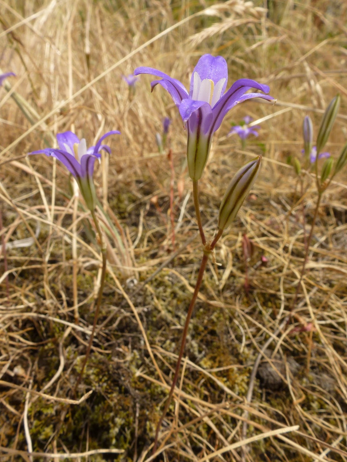 Wild Harvests: Harvest Brodiaea