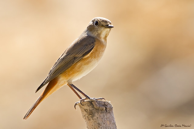 Fotografía de Naturaleza - JM Gavilán: Colirrojo real (Phoenicurus ...
