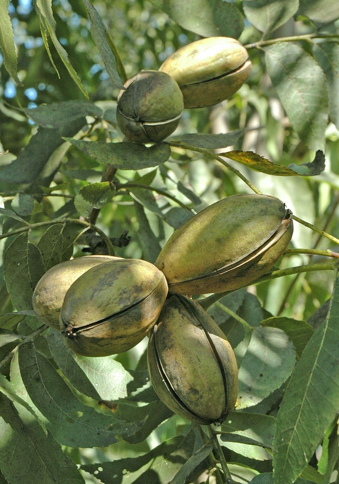 Northern Pecans: Pecan cultivars ripening in early October