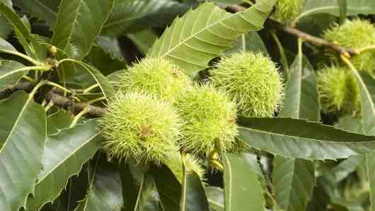 Trees Planet: Castanea sativa - Sweet Chestnut - Spanish Chestnut