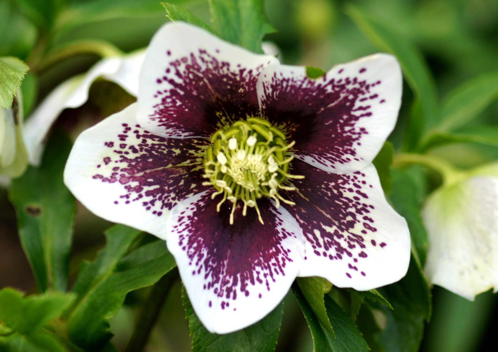 Plant Profile: Hellebores