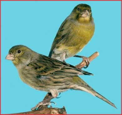 Canários Melânicos - Cores