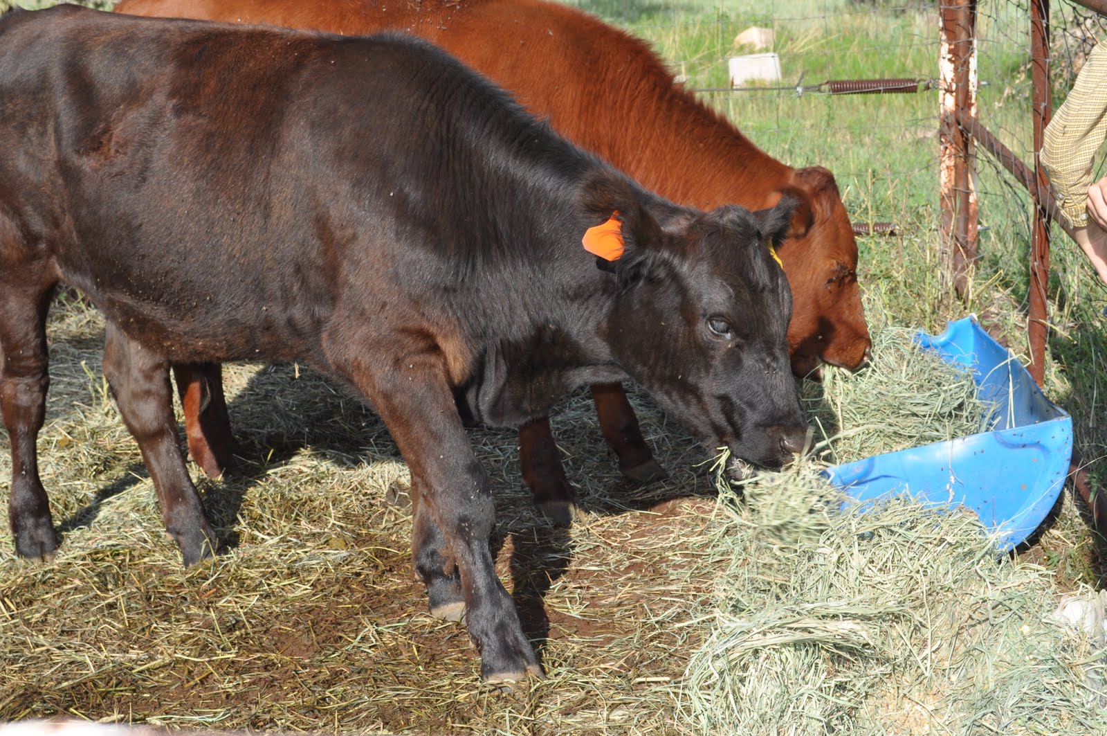 Wranglers and Ribbons: When Good Steers Go Bad