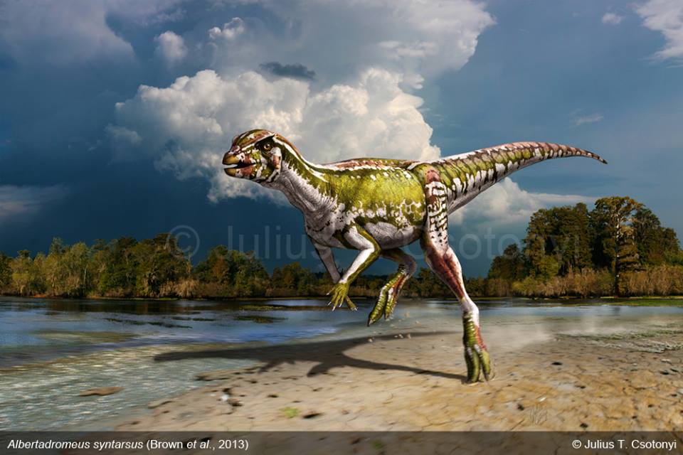 Species New to Science: [Paleontology • 2013] Albertadromeus syntarsus ...