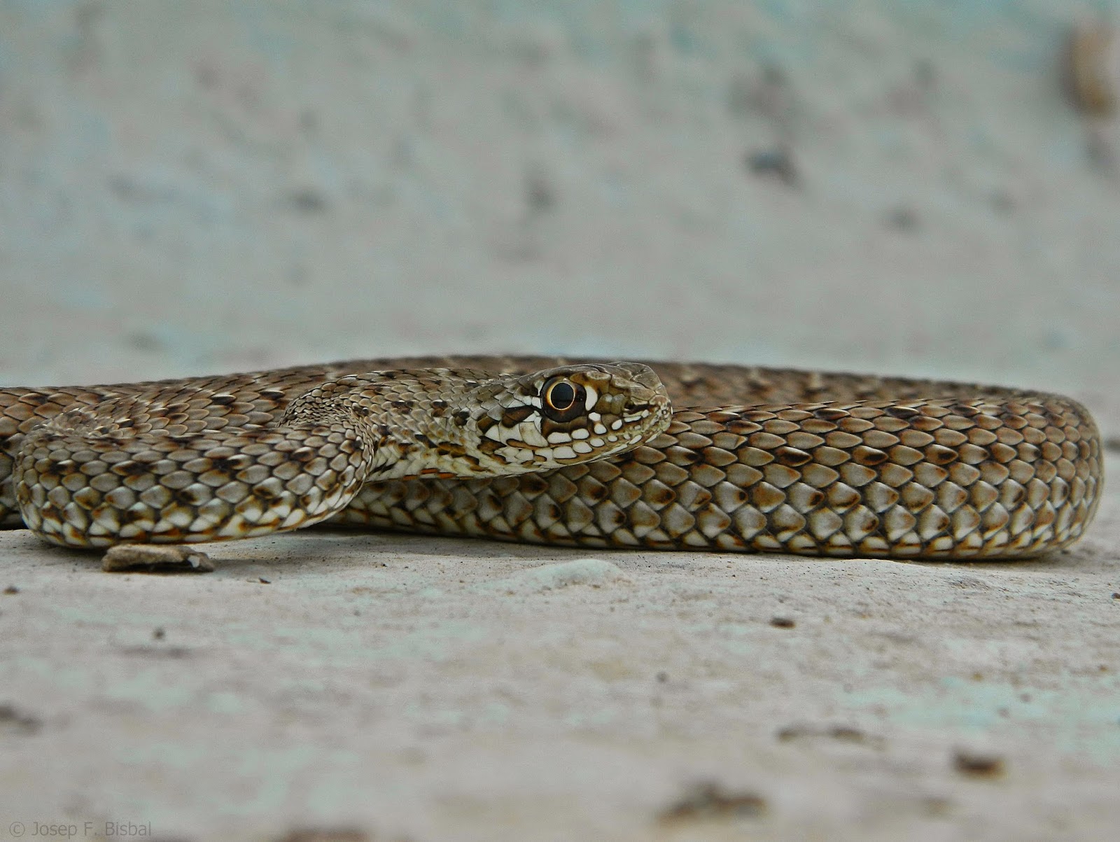 Sargantanes i Dragons: Malpolon monspessulanus - Serp verda