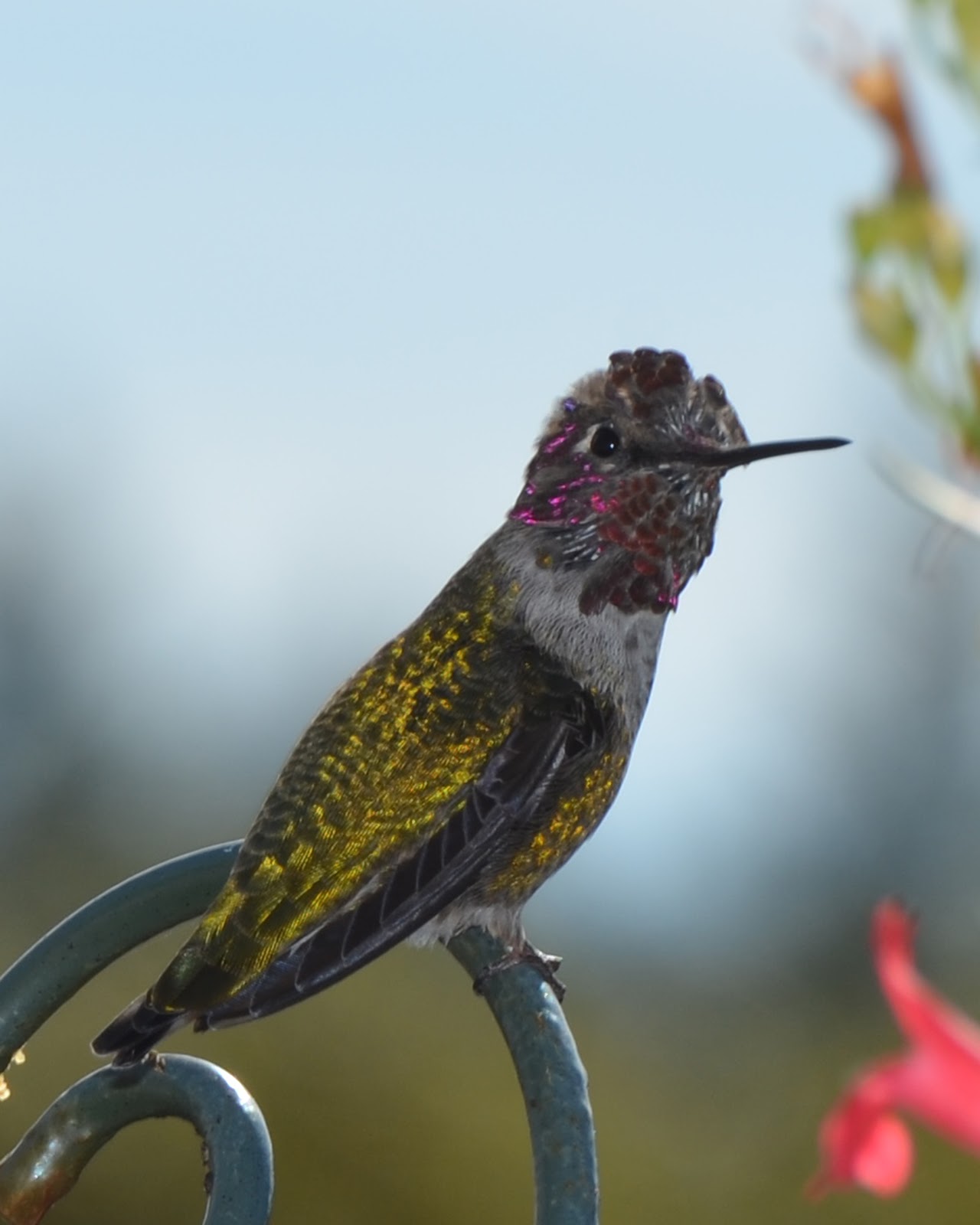 eugenehummingbirds: Hummingbirds....Girls, Boys, Young, Old!