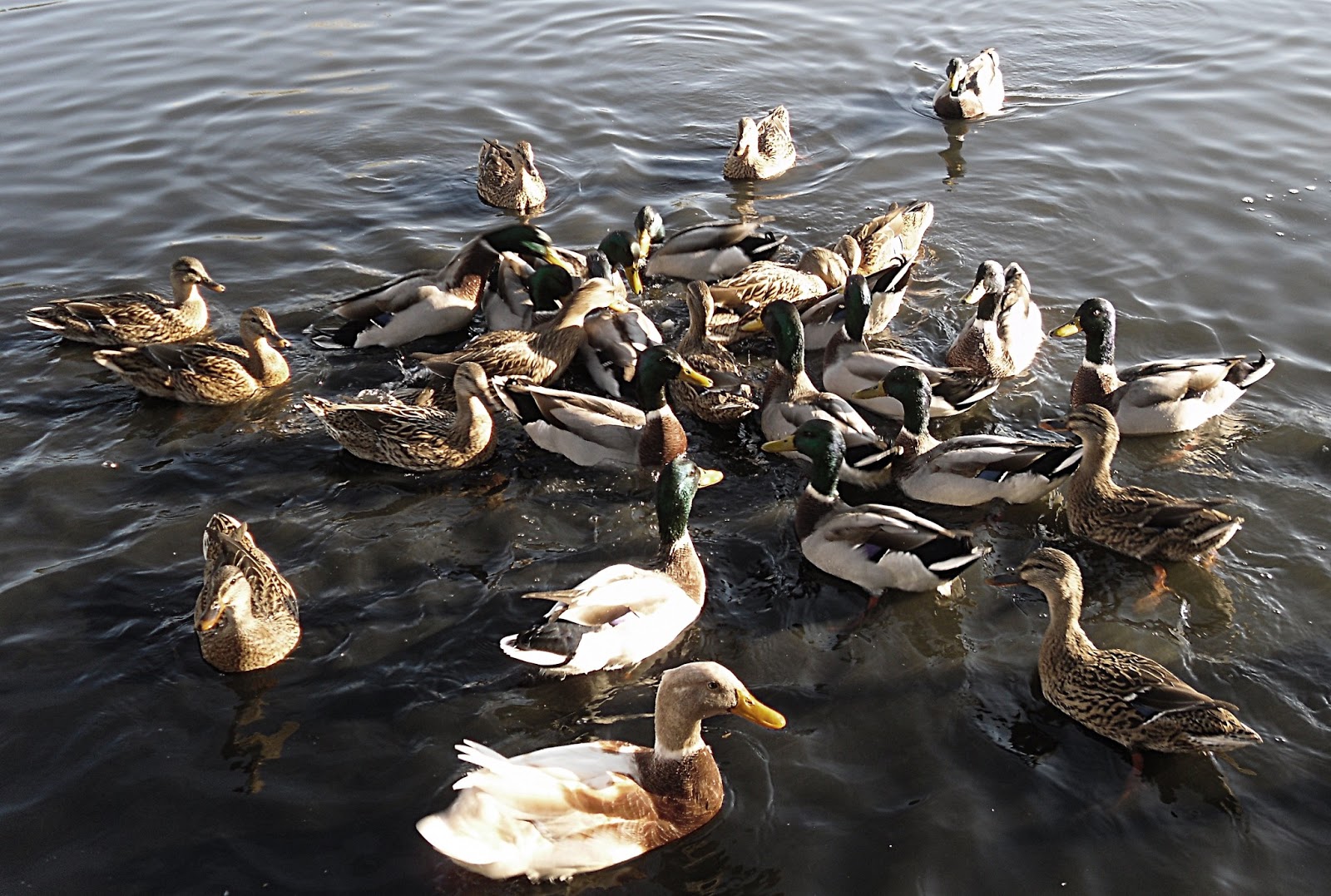 The Lonely Nostalgist: Cannibalistic Ducks