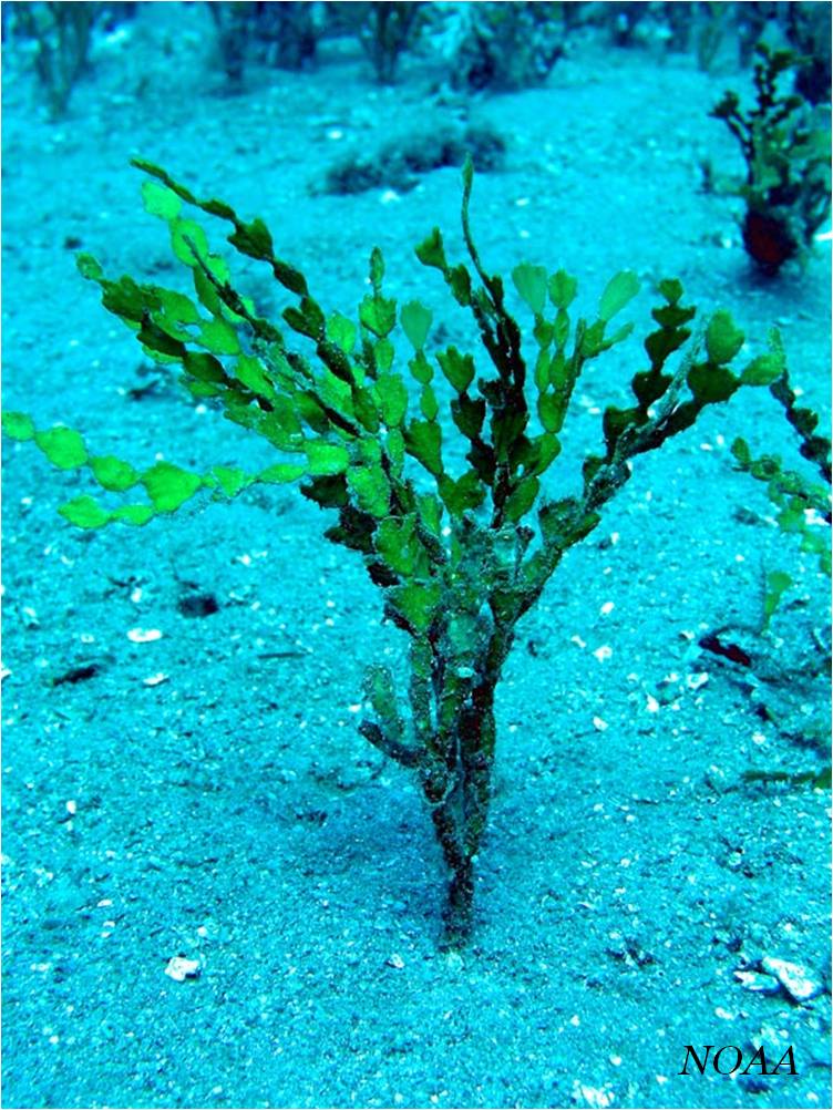 Snow Crab Love: Halimeda!