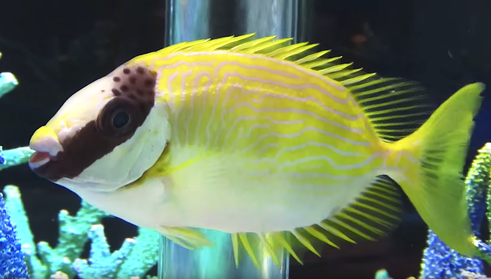 Aquarium Movies (Japan) archive 生きている魚図鑑: マジリアイゴ Masked Spinefoot ...