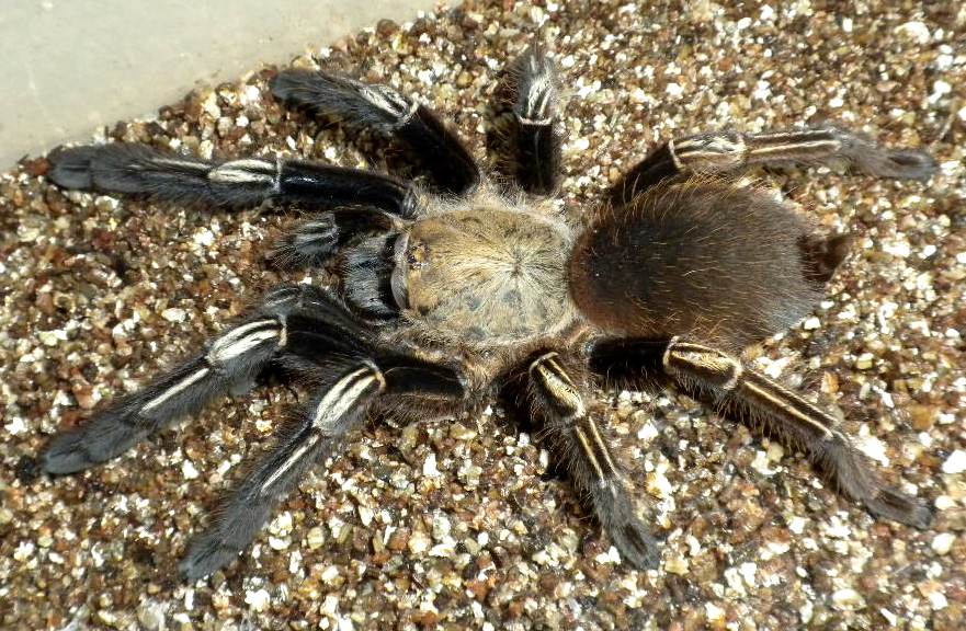 Go Biólogo : Ephebopus murinus - Skeleton tarantula