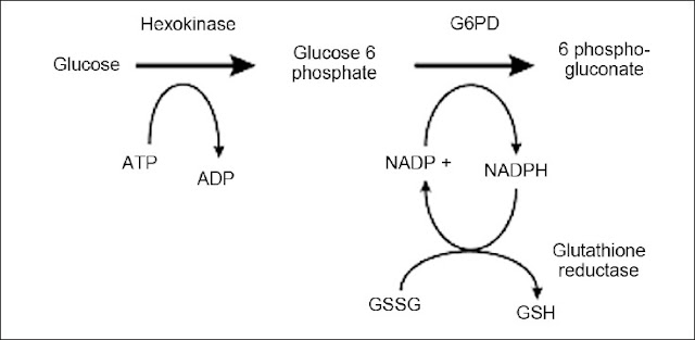 Anemia : Pathophysiology of G6PD